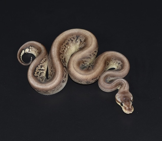 *BF* 20% OFF Black Pewter 100% Het Hypo Ball Python by Sloan Reptiles