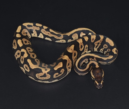 Phantom Acid Ball Python by Sloan Reptiles
