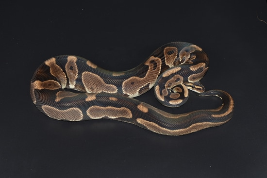 Proven Leopard Calico 100% Het Genetic Stripe Ball Python by Sloan Reptiles