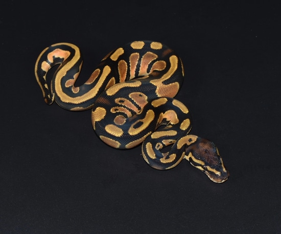 Orange Dream 100% DH Puzzle Pied 50% Het Hypo 50% Het Weirdo Ball ...