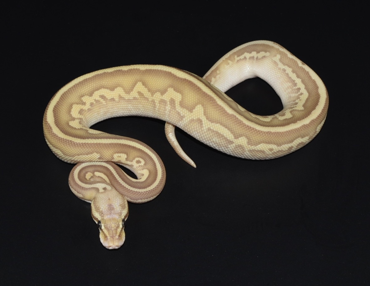 Pastel Lesser Leopard Coral Glow 100% Het Hypo Ball Python by Sloan ...