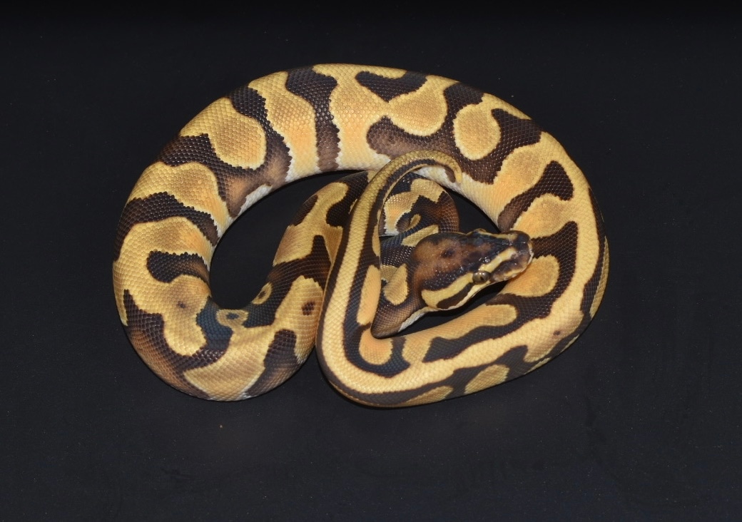 Orange Dream Enchi 100% Het Pied 66% Het Hypo Ball Python by Sloan ...