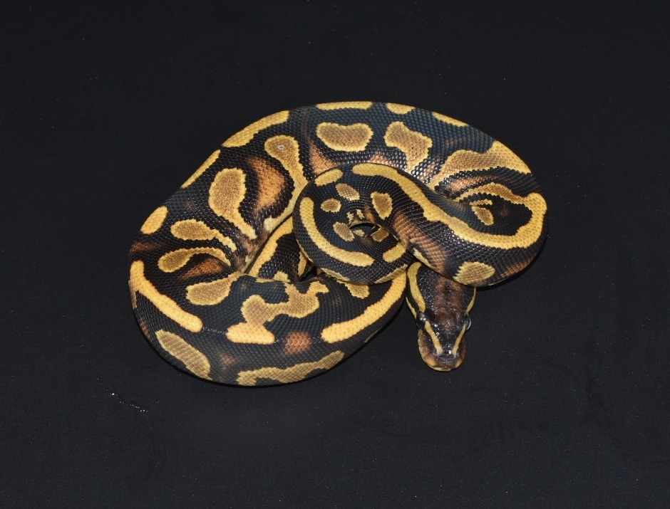 Yellow Belly 100% Het Pied 66% Het Hypo Ball Python by Sloan Reptiles ...