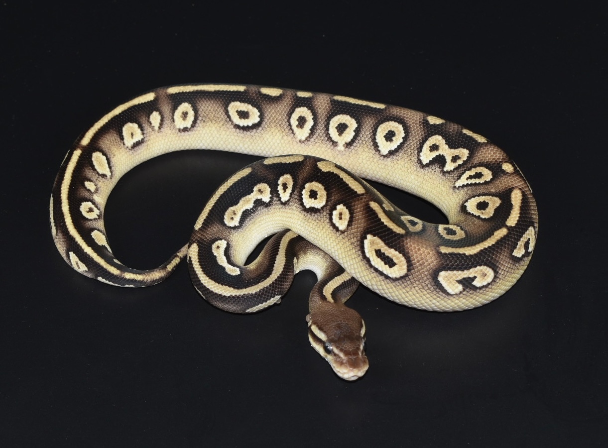 Pastel Mojave Black Head 66% Het Hypo Ball Python by Sloan Reptiles ...