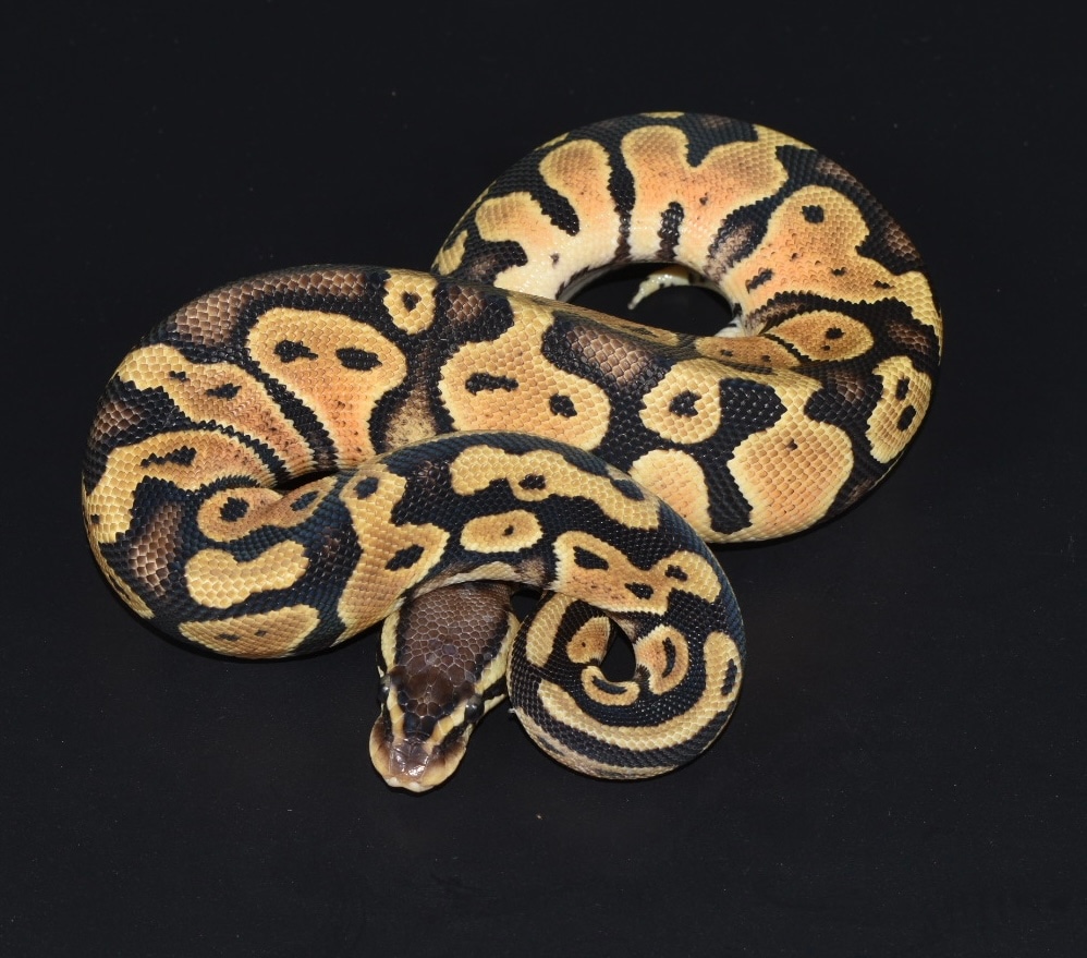 Orange Dream Hypo 100% Het Pied Male & 2 Pastel DH Hypo Pied Females ...