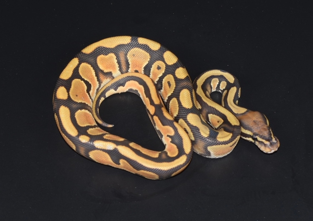 Orange Dream Hypo 100% Het Pied Male & 2 Pastel DH Hypo Pied Females ...