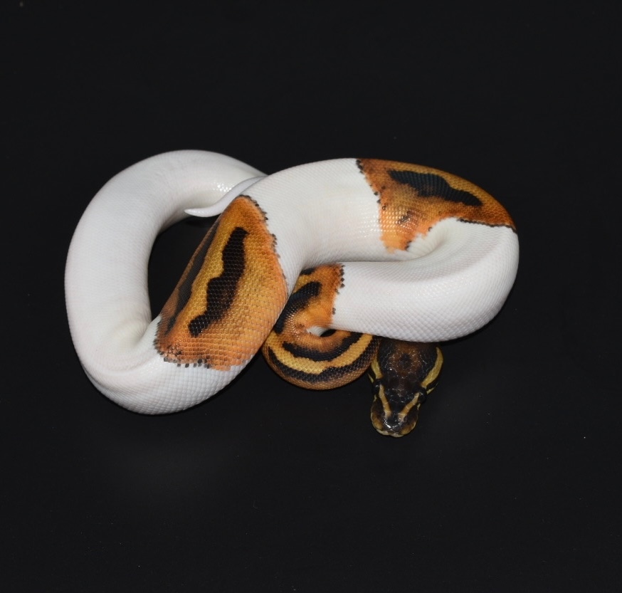 OD Pied 66% Het Hypo & YB 100% Het Pied 66% Het Hypo Pair Ball Python by Sloan Reptiles ...