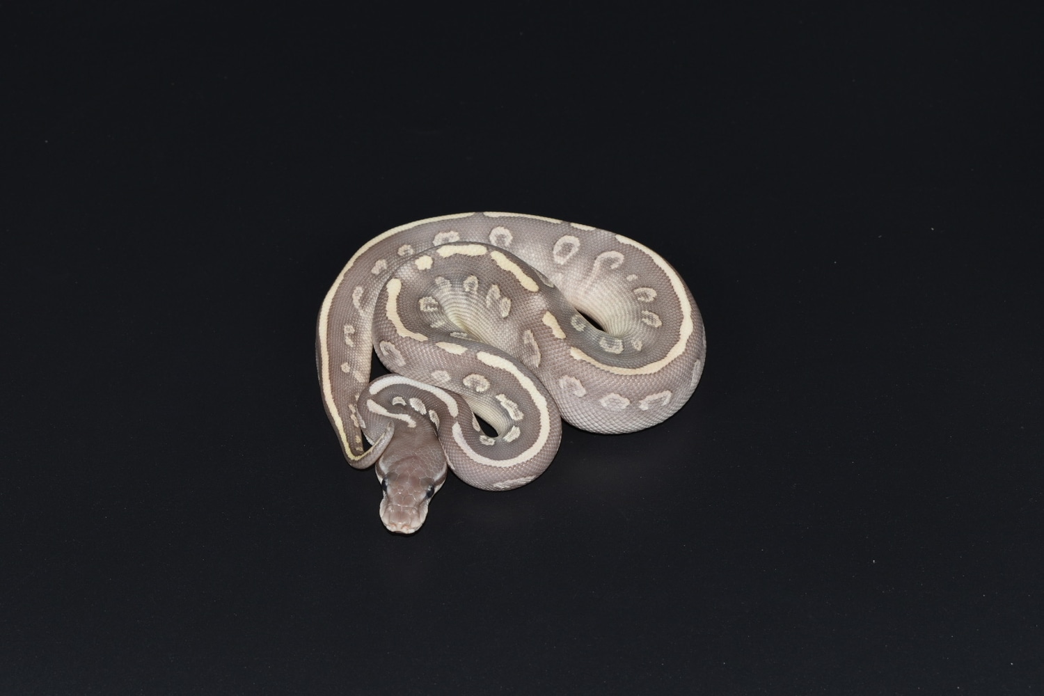 Super Phantom 100% Het Hypo Ball Python by Sloan Reptiles - MorphMarket