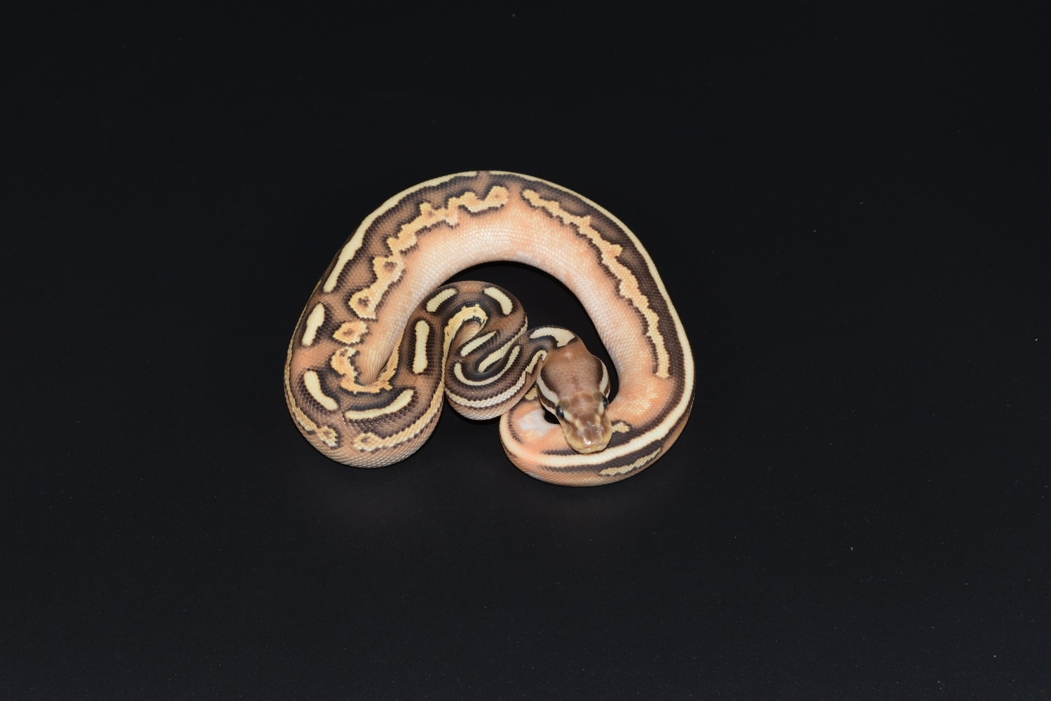 Super Orange Dream Black Pastel Butter YB Possible Fire 100% Het ...