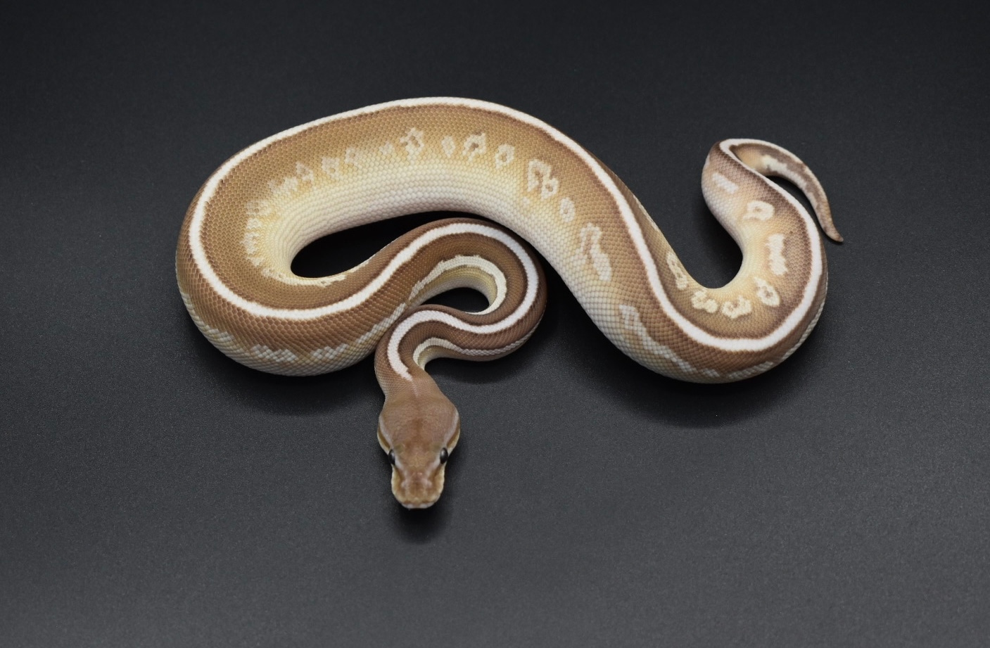 Super Orange Dream Black Pastel Butter Hidden Gene Woma YB Poss Fire ...