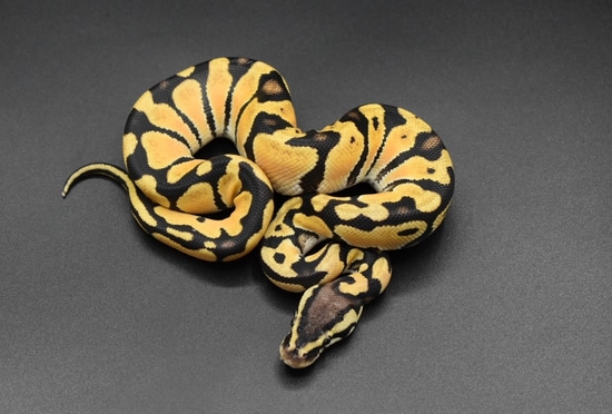 Pastel Alloy Orange Dream 100% Het Puzzle 50% Het Hypo Weirdo Ball ...