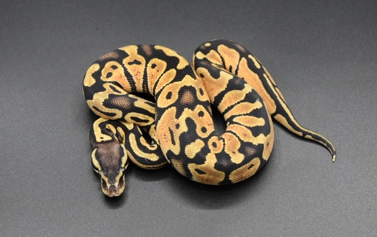 Pastel 100% Het Puzzle 50% Het Hypo Weirdo Ball Python by Sloan Reptiles