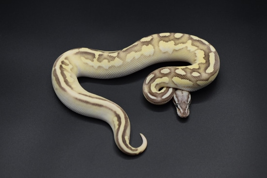 Hypo Orange Dream Butter Calico Firefly YB Ball Python by Sloan Reptiles