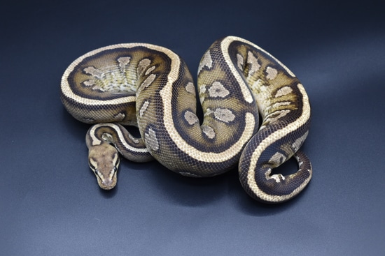 Cinder Fire YB Ball Python by Sloan Reptiles