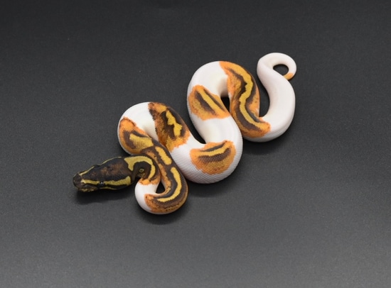 Enchi YB Scrambler? Pied 66% Het Hypo (NO RESERVE) Ball Python by Sloan ...