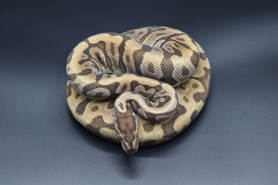 Hidden Gene Woma 100% Het Clown Ball Python by Sloan Reptiles