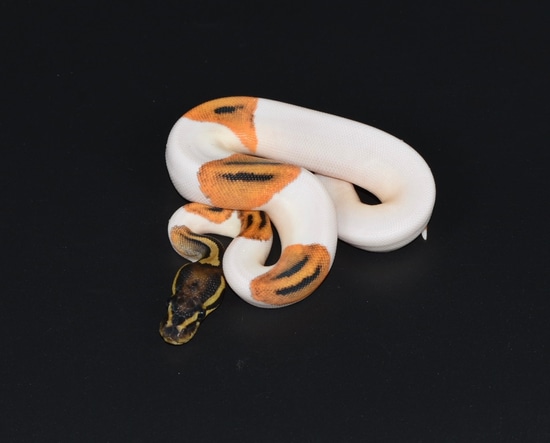 Orange Dream Pied 66% Het Hypo Ball Python by Sloan Reptiles