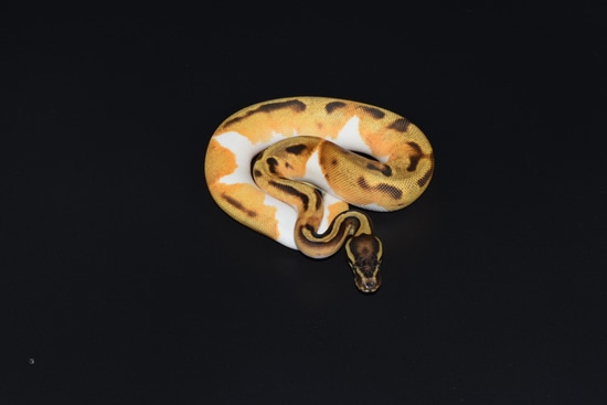 Orange Dream Enchi Pied 66% Het Hypo Ball Python by Sloan Reptiles