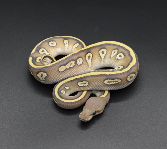 Hypo Cinder Mojave Ball Python by Sloan Reptiles