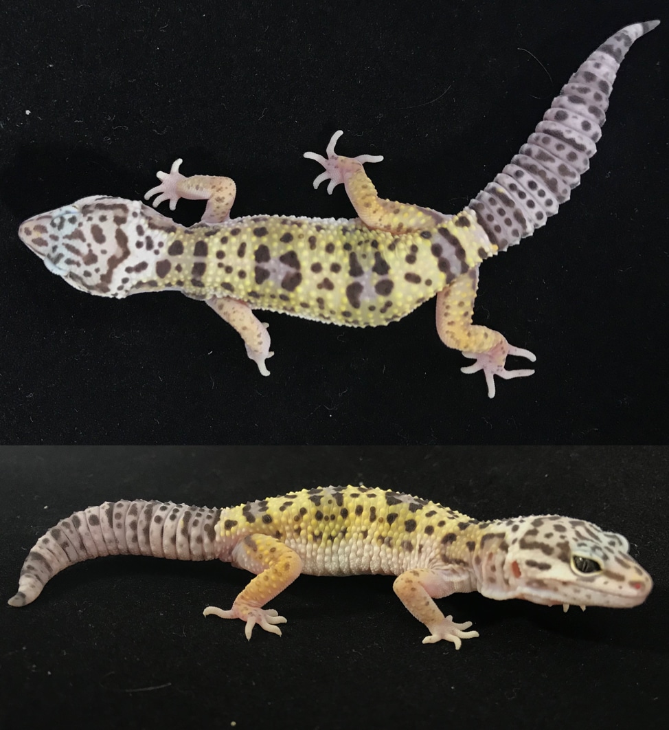 Mack Snow, Het Tremper Albino, Pos Het Eclipse, Lavender By Topping's ...