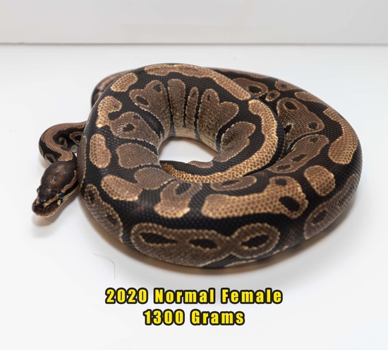 2020 Normal Female Ball Python by Nicky's Ball Pythons