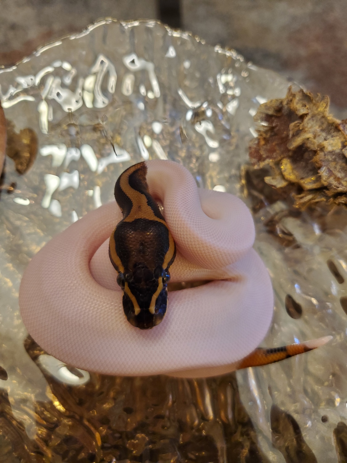 HRA Pied Pos Calico & Leopard Ball Python by A Kaleidoscope Inspired ...