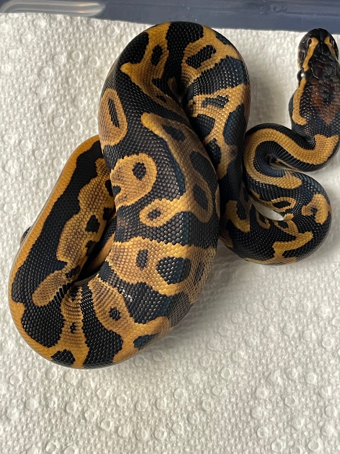 Enchi Leopard Het Hypo 50% Het Pied 66% Het Clown Ball Python by A ...