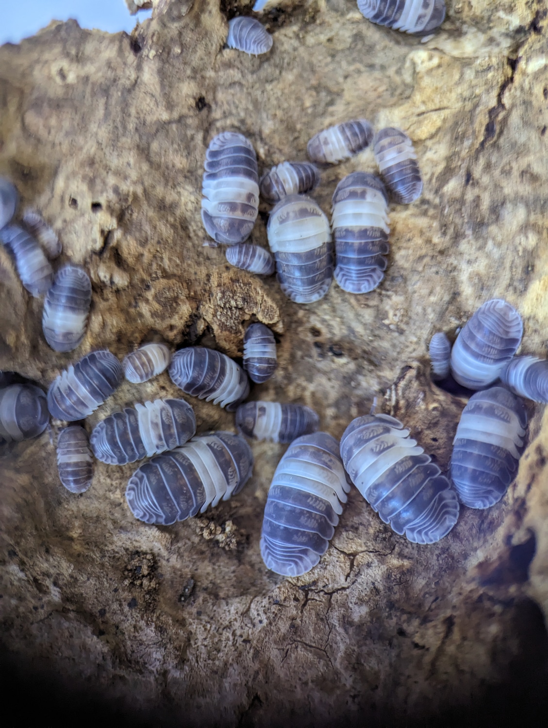 Cubaris Sp Panda Kings X10 Isopod by Spooderhut - MorphMarket