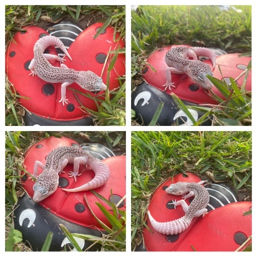 Pied Galaxy Leopard Gecko by Carrington’s Crested Critters