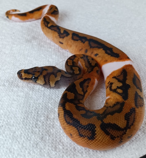 Clown Pied. Born On 4/19 Ball Python by Savior Pythons