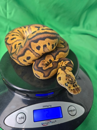 1.1 Pastel Clown Het Pied, Pied Het Clown Ball Python by Savior Pythons