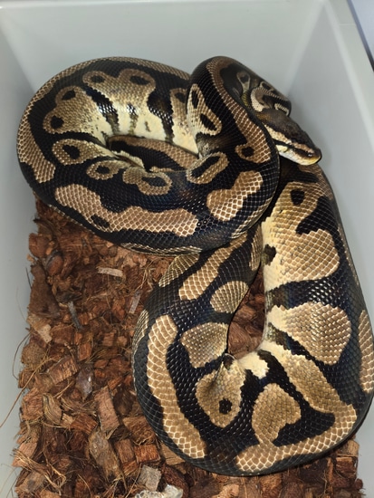 3500 Gram Pastel Dbl Het Clown Pied! Ball Python by Savior Pythons