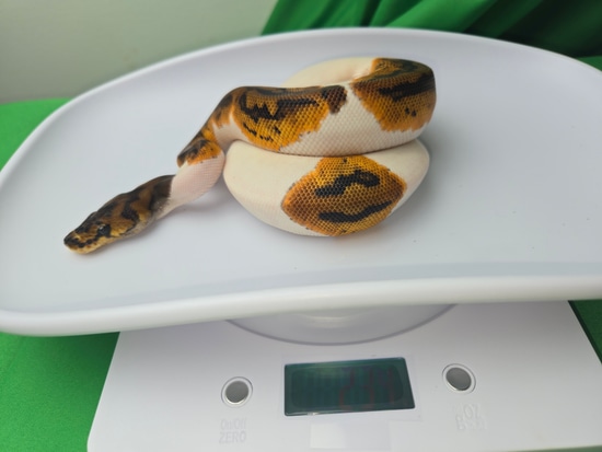 Clown Pied Male Ball Python by Savior Pythons