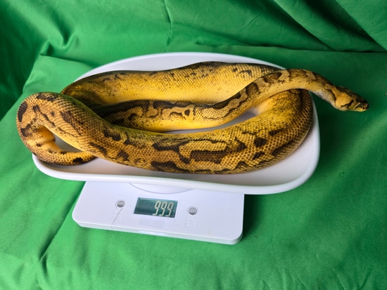 Clown Pied Pastel Low White! 1k Grams! Ball Python by Savior Pythons