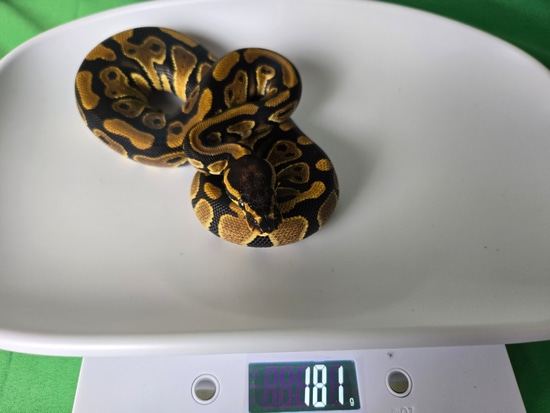 Triple Het Clown Pied Desert Ghost! Ball Python by Savior Pythons