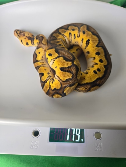 Pastel Clown Dbl Het Dg Pied! Ball Python by Savior Pythons