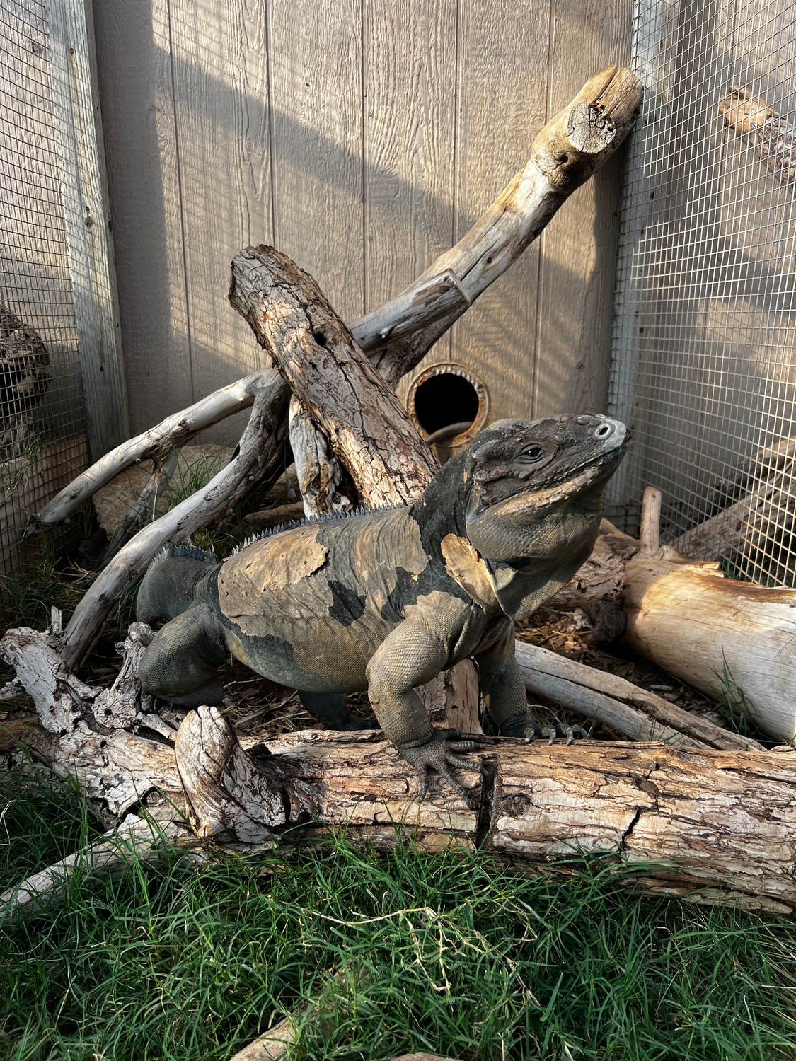 Adult Rhino Iguana Other Iguana by Niels Berg - MorphMarket