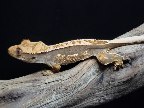 Tri-Color Pinstripe Harlequin Crested Gecko by Eden's Garden Varieties