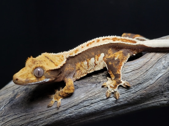 Tri-Color Pinstripe Harlequin Crested Gecko by Eden's Garden Varieties