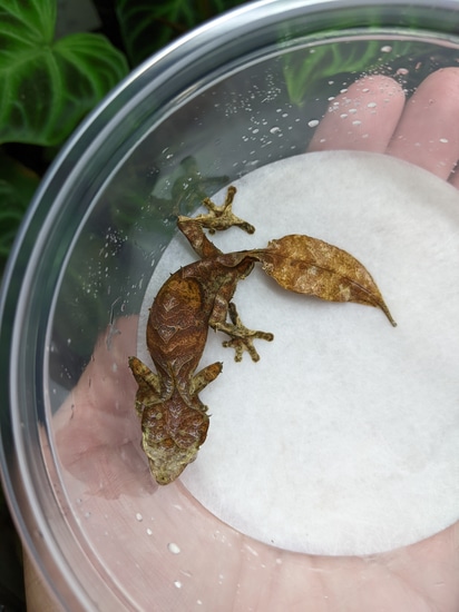 Captive Bred Uroplatus Phantasticus Leaf-Tailed Gecko by Lichen&Leaves