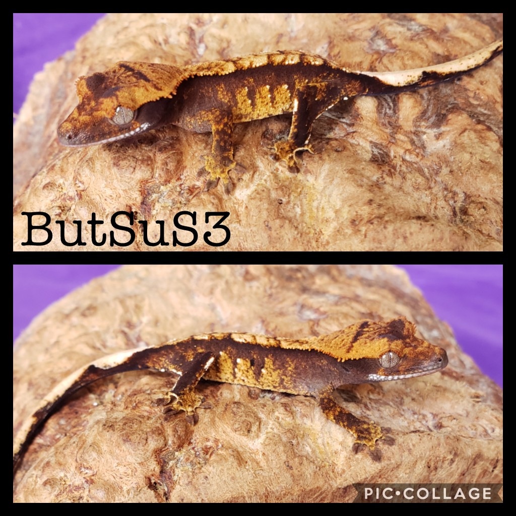 Unsexed TriColor Crested Gecko by Nightingale Geckos - MorphMarket