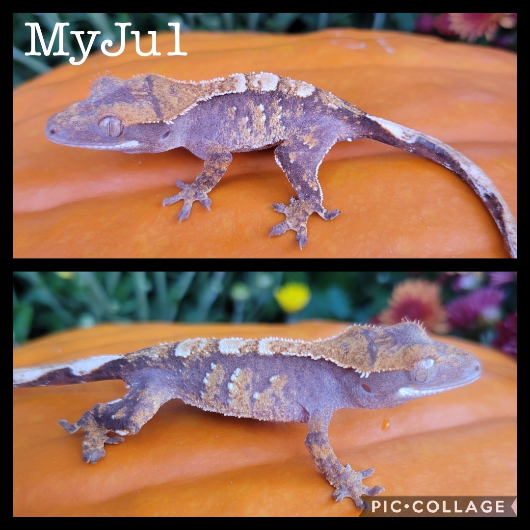 _MyJu1 Crested Gecko by Nightingale Geckos - MorphMarket