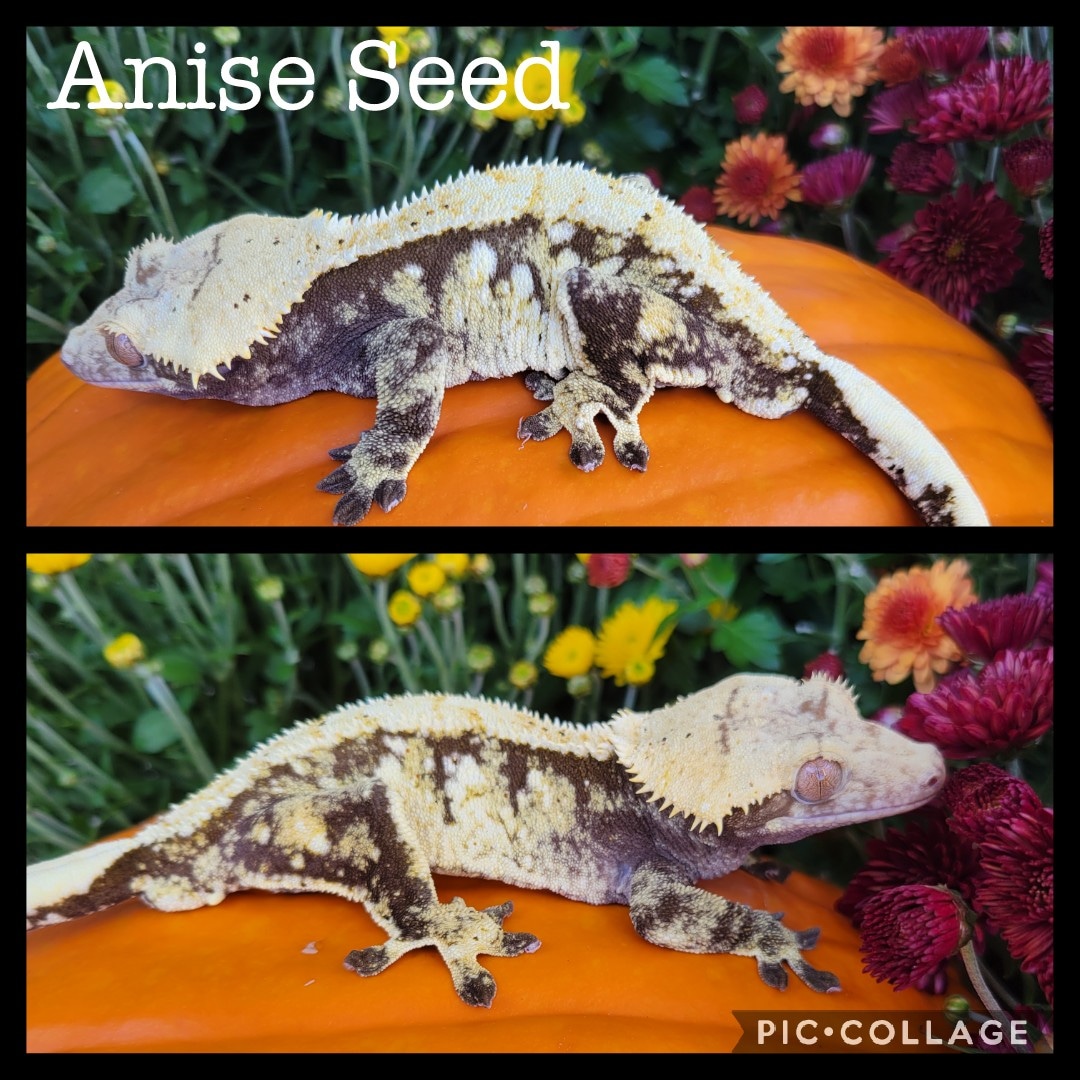 SALE Cornerstone Male! Crested Gecko by Nightingale Geckos - MorphMarket