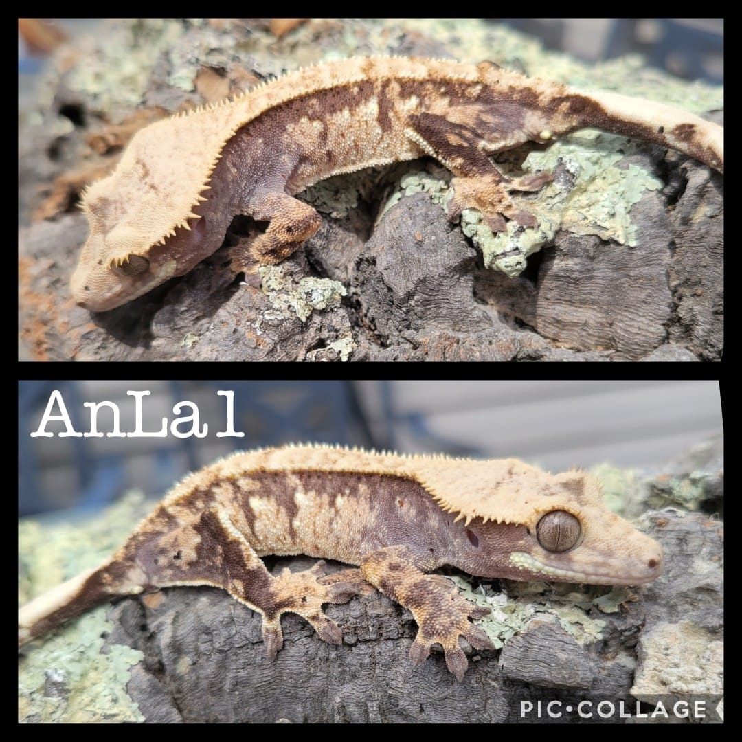 SALE Nice Little Lavender Crested Gecko by Nightingale Geckos - MorphMarket