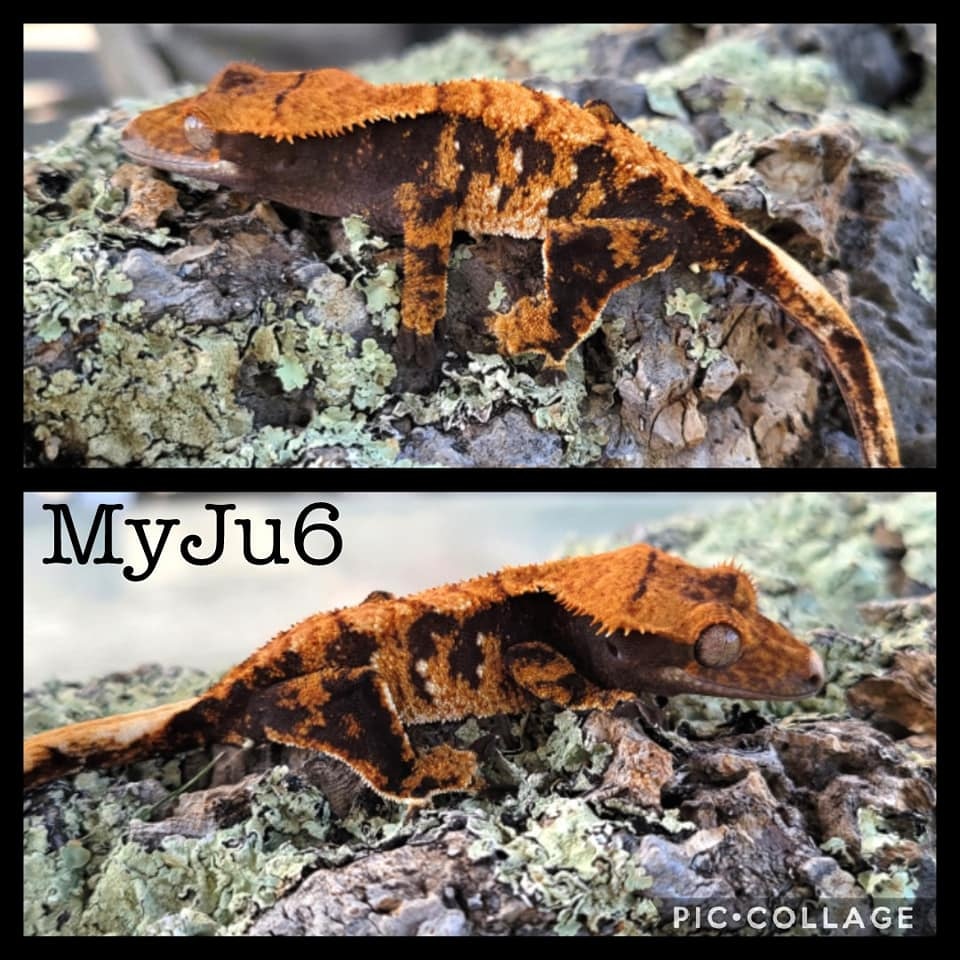 SALE Gorgeous! Crested Gecko by Nightingale Geckos - MorphMarket