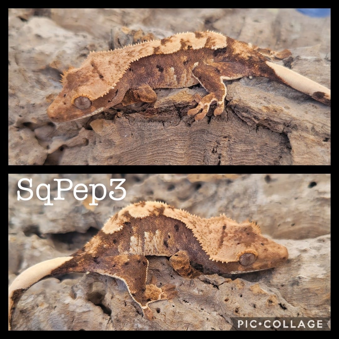 SALE Pattern Dal Crested Gecko by Nightingale Geckos - MorphMarket