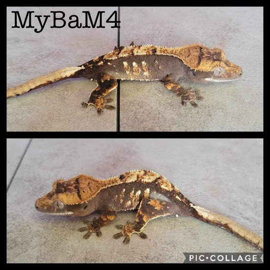 Nice White Spots! Crested Gecko by Nightingale Geckos