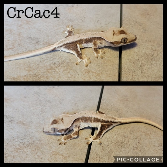 Nice Clean Lily White Crested Gecko by Nightingale Geckos