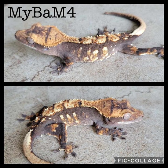 Nice White Spots! Prob Female Crested Gecko by Nightingale Geckos