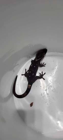 White Collar Sarasinorum - Pos F More Gecko by Nightingale Geckos